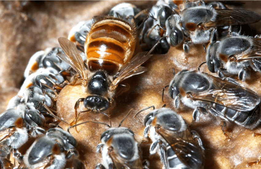 Queen Honey Bee Laying Eggs Did You Know That A Queen Bee Can Lay Up