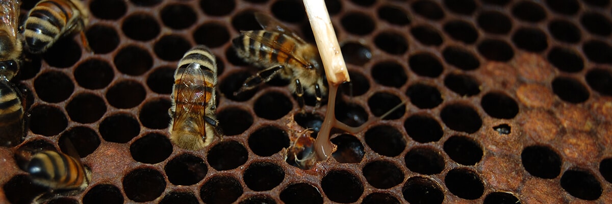 Disease Known As "American Brood Rot": Symptoms And Remedies - Bees ...