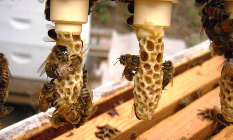 The Doolittle Method For Raising Queen Bees