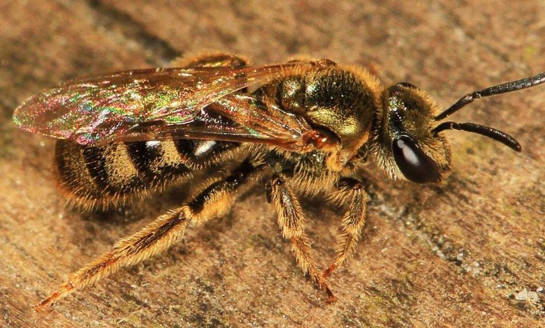 The Most Famous Families Of Bees: Bee Family