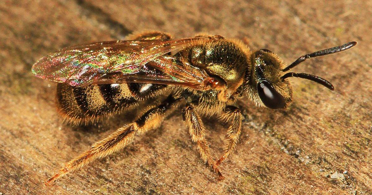 The Most Famous Families Of Bees: Bee Family