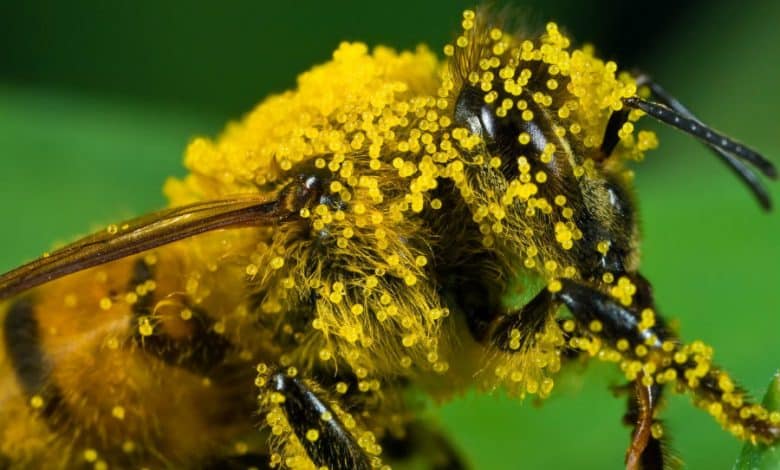 Types Of Deadly Poisonous Bee Stings: African Bee - Bees Partners ...