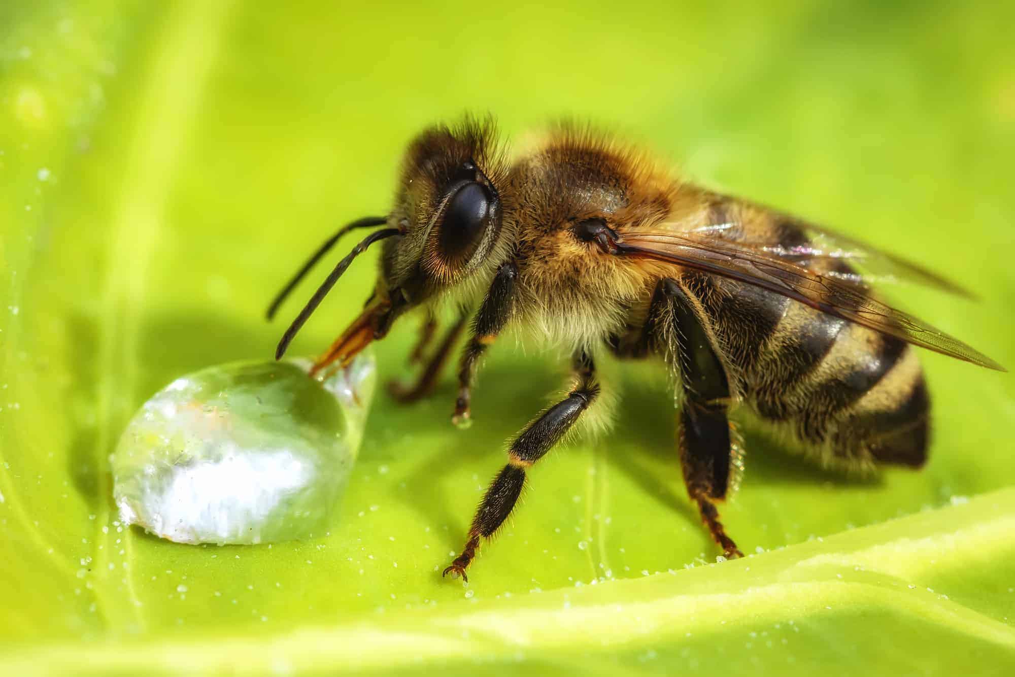 All You Need To Know About Bee Workers 2022
