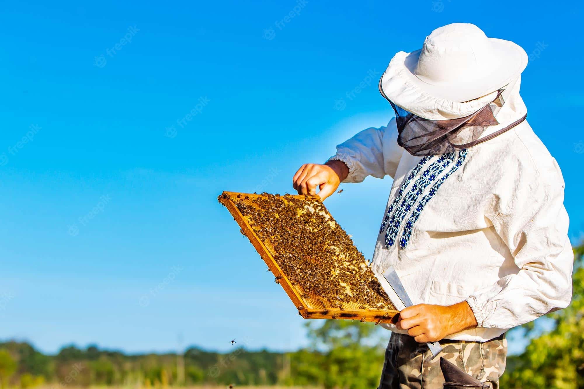 What Should You Know About Examining The Hive Process 2022